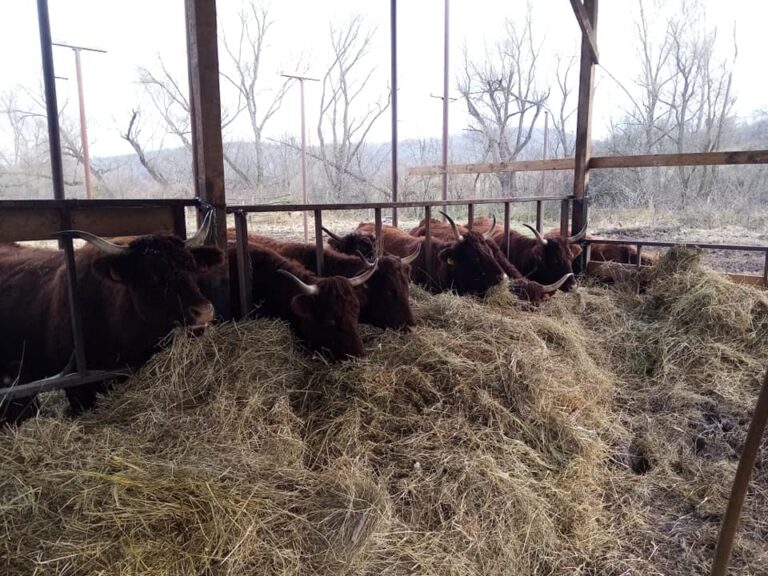 Ferma de vaci pentru carne - între eficiență și joc piramidal - Agrimanet