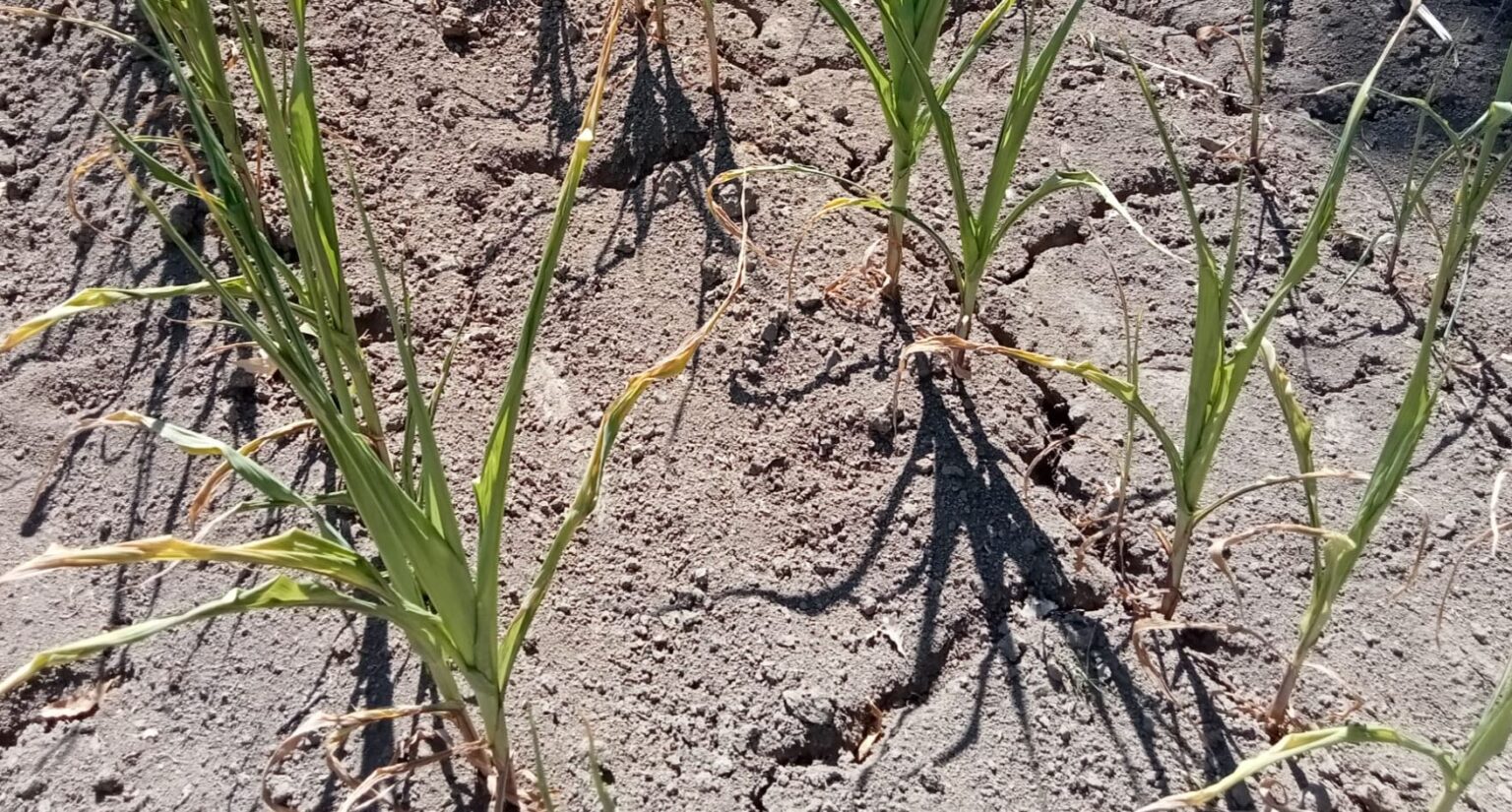 Surprize: Cine primește despăgubiri pentru secetă? - Agrimanet