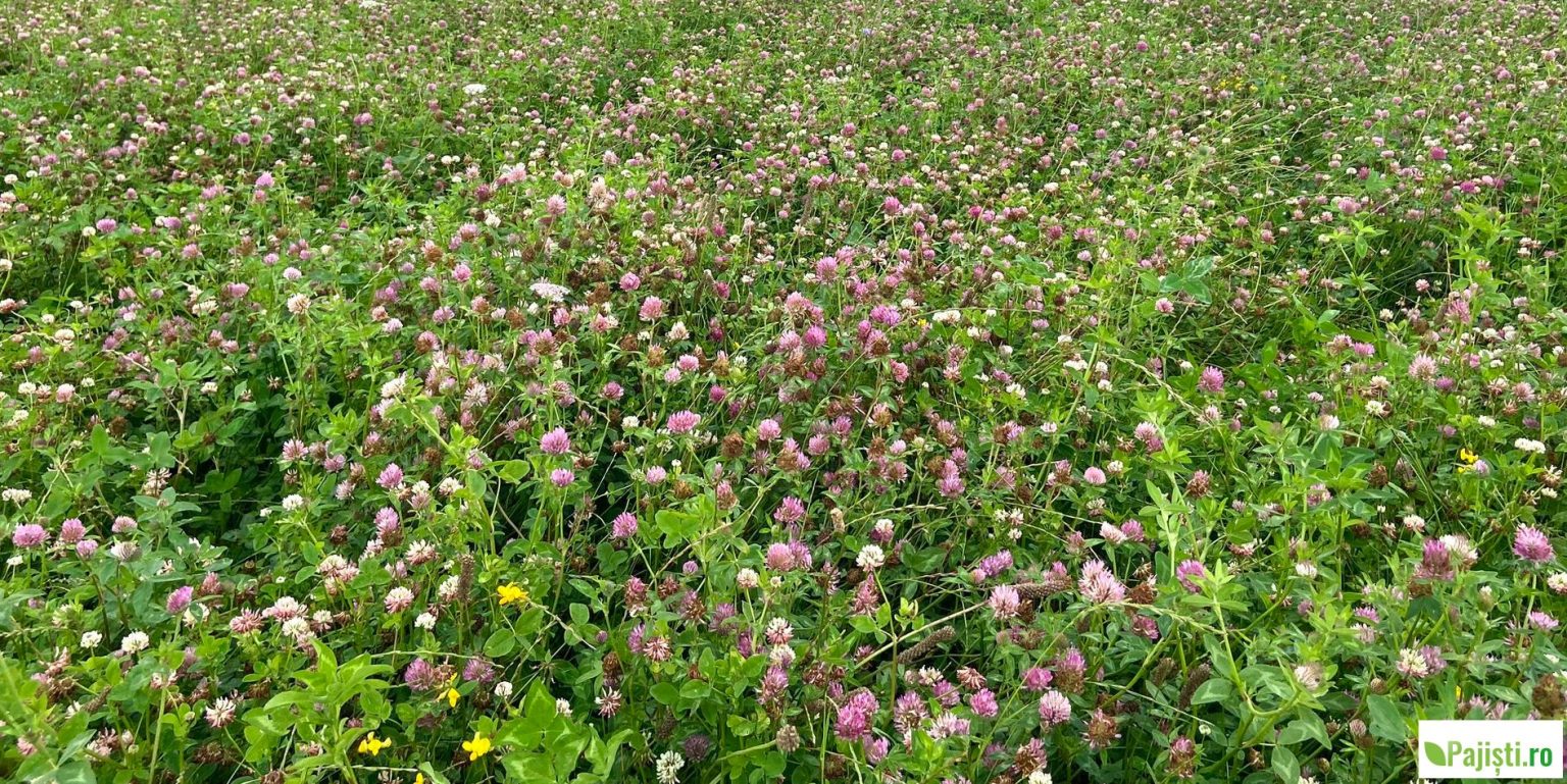 Trifoiul roșu – agronomie și management - Agrimanet